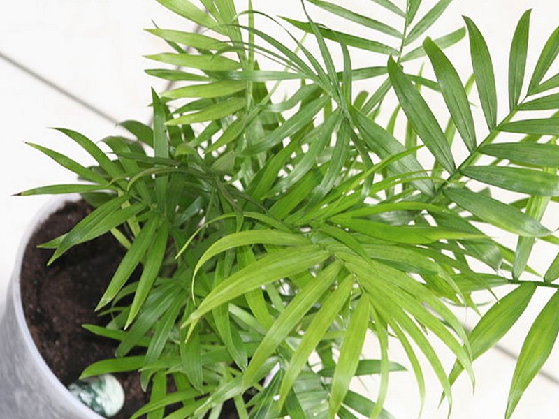 Sobna palma - sadnja, uzgoj, održavanje, razmnožavanje | Vrtlarica