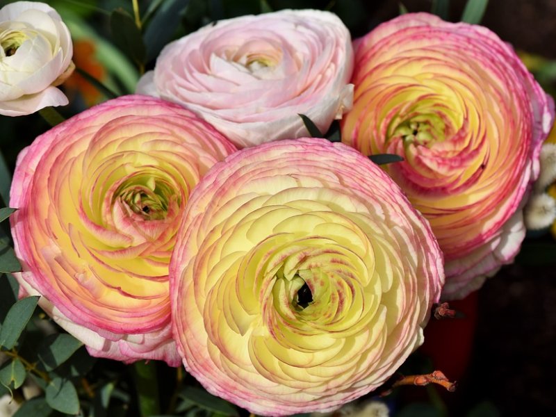 Uzgoj ranunkule - sadnja, razmnožavanje, njega - Vrtlarica.hr