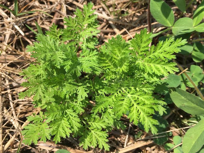 Slatki pelin - Vrtlarica.hr